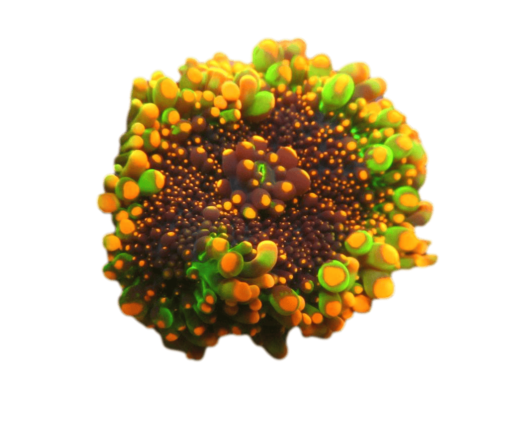 Mushroom - Reef Corner Europe