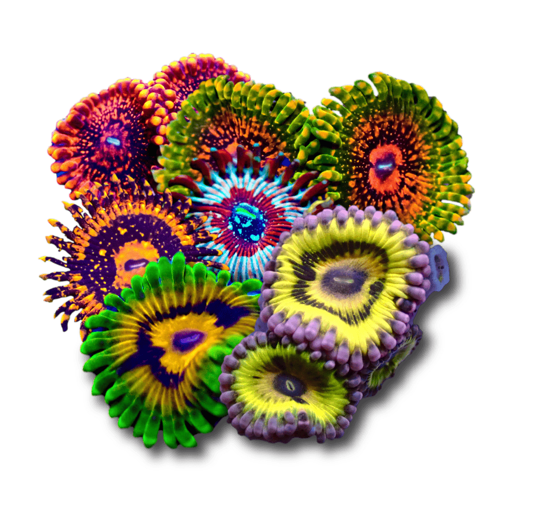 Zoanthus - Reef Corner Europe