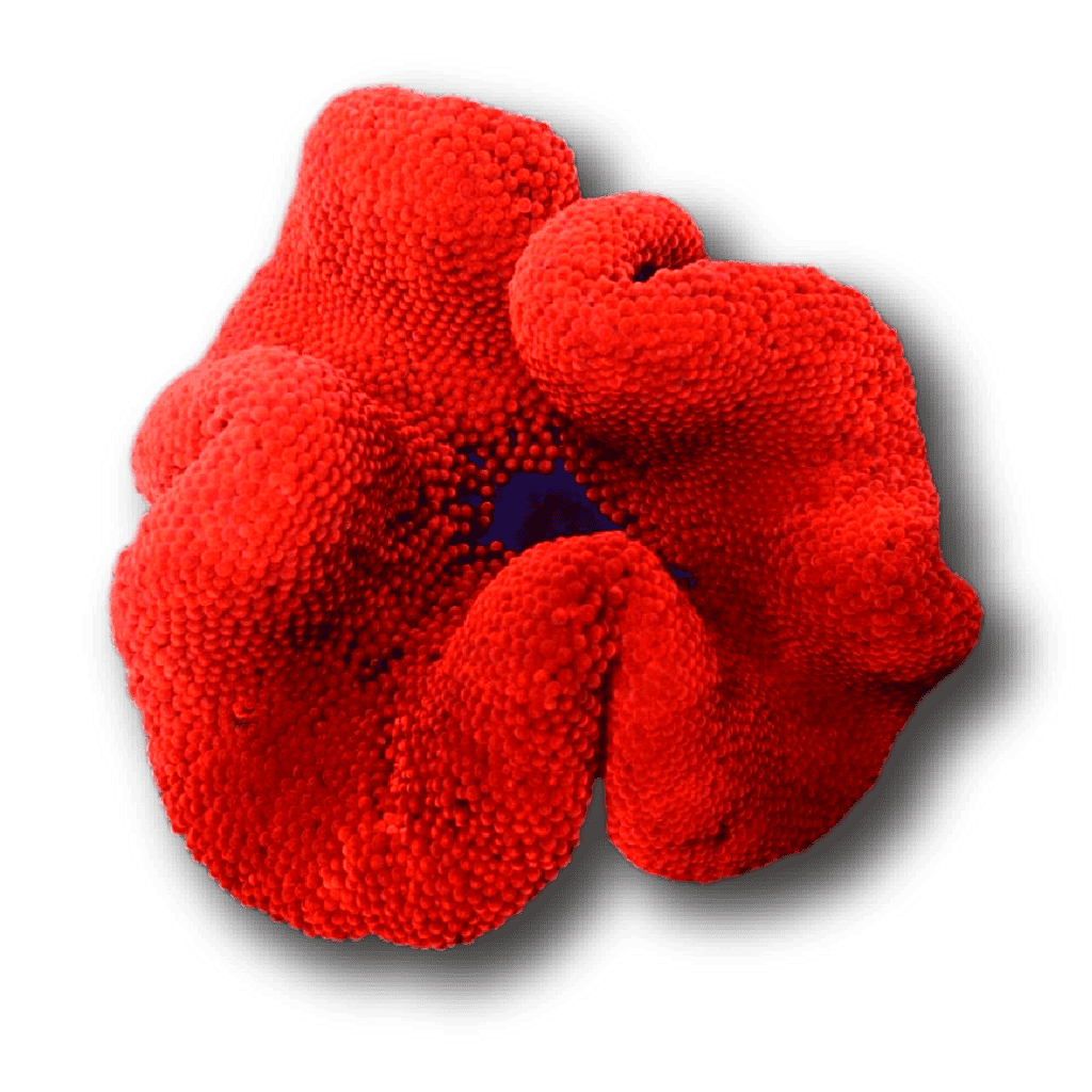 Reef Corner Europe - Reef Corner Europe