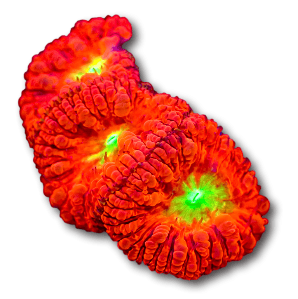 Blastomussa Information - Reef Corner Europe