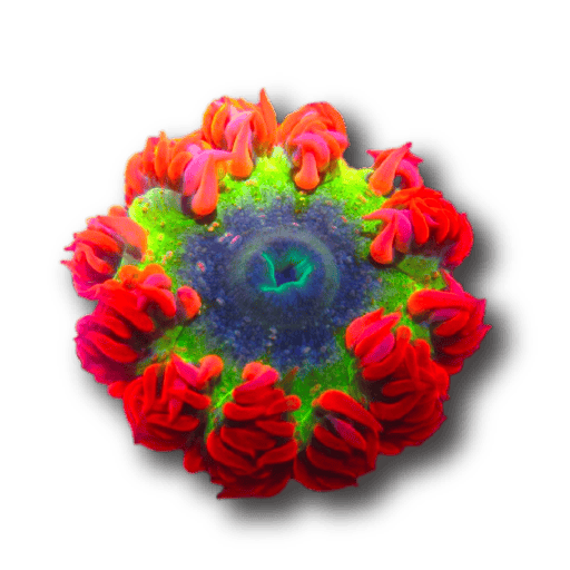 Buy Premium Corals Europe | Reef Corner • The Coral Specialists