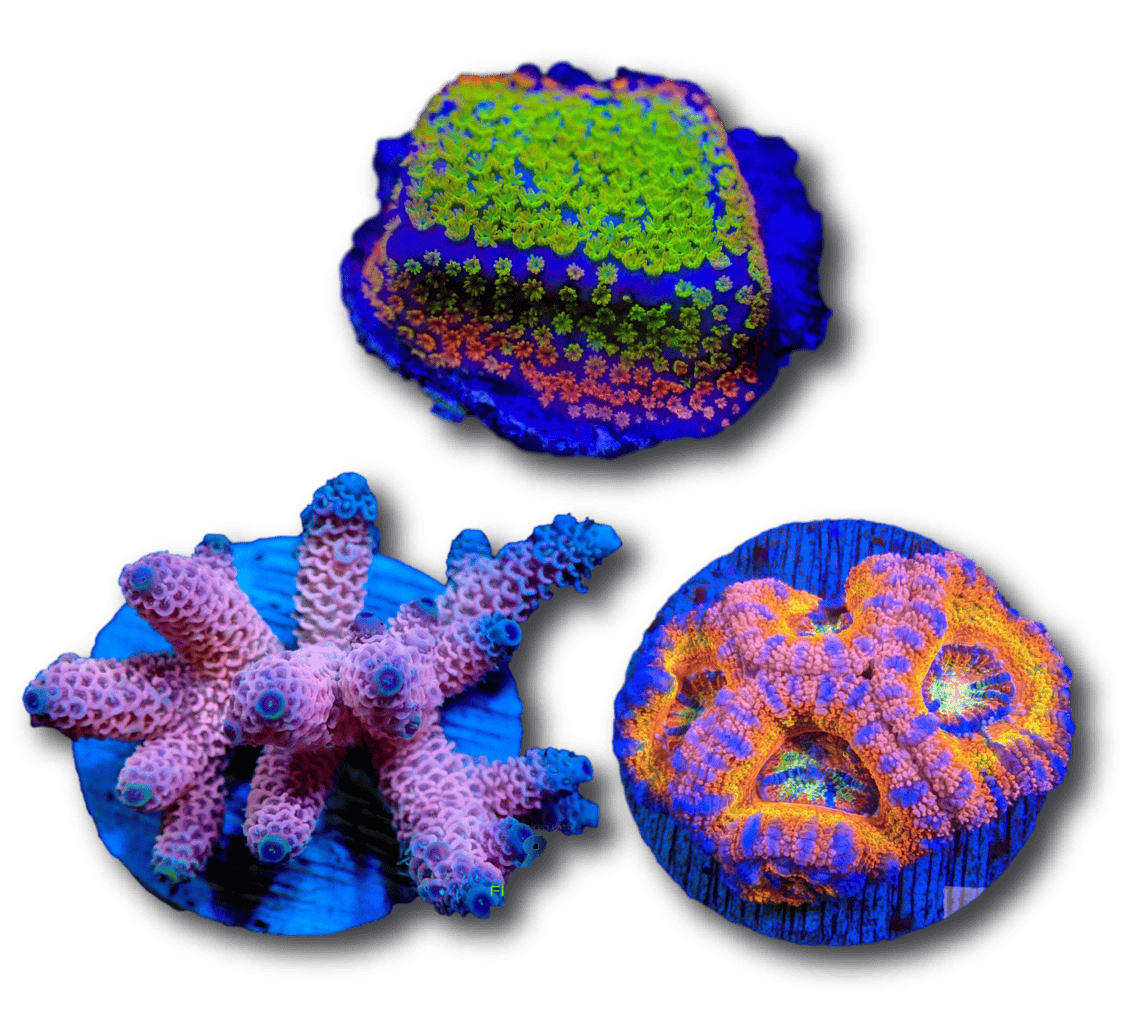 CORALPACKS - Reef Corner Europe