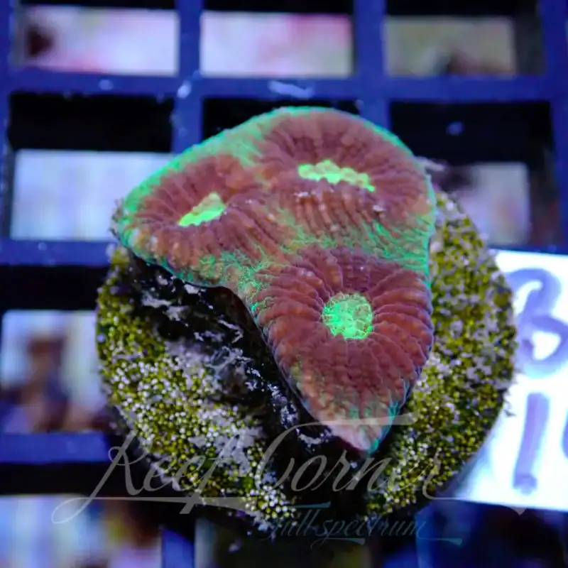 Mehrfarbig Favia - Reef Corner Europa