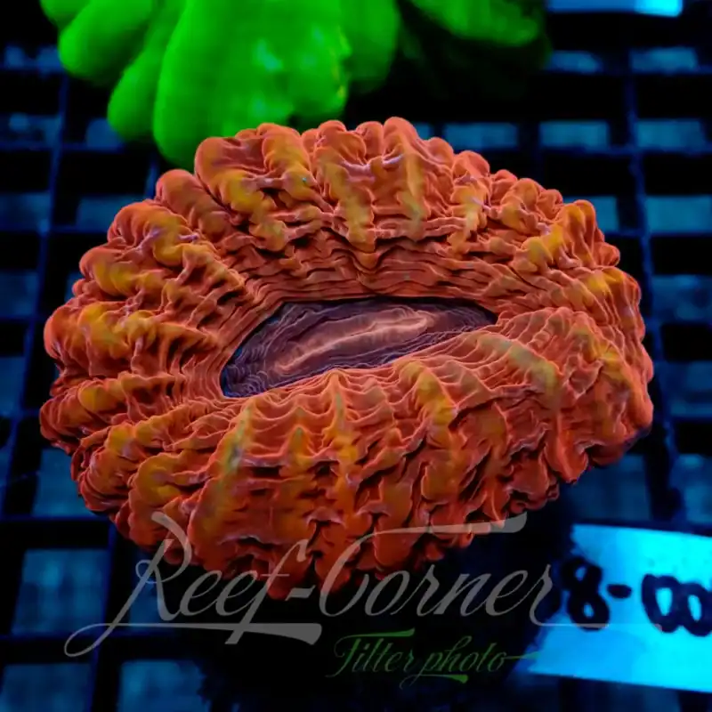 Cynarina Ultra - Reef Corner Europe