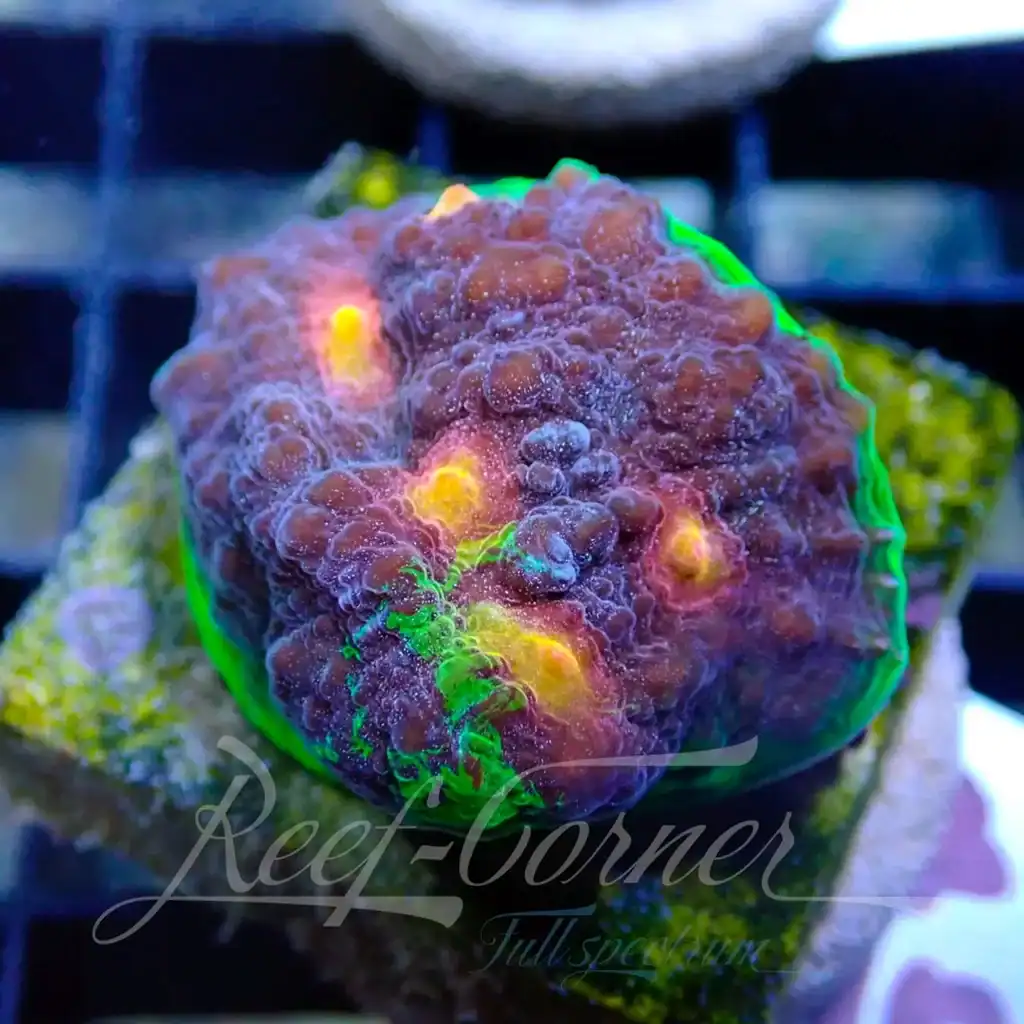 Jason Fox Crazy fox Chalice - Reef Corner Europe