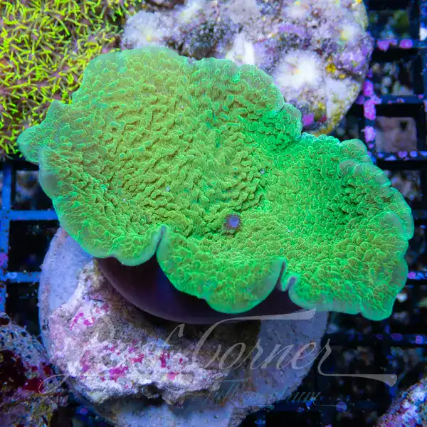 Mussoides Rhodactis - Reef Corner Europe