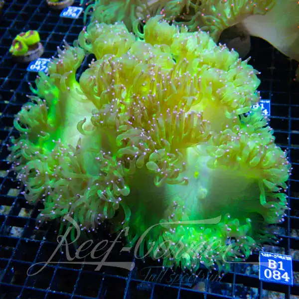 Catalaphyllia XXL *Ultra Colours* - Reef Corner Europe