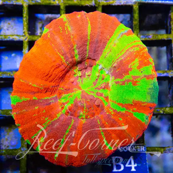 Scolymia Bleeding apple • Reef Corner Europe