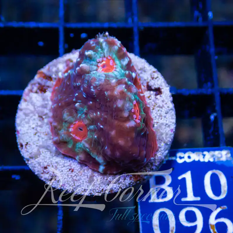 RC Painted Red Chalice • Reef Corner Europe