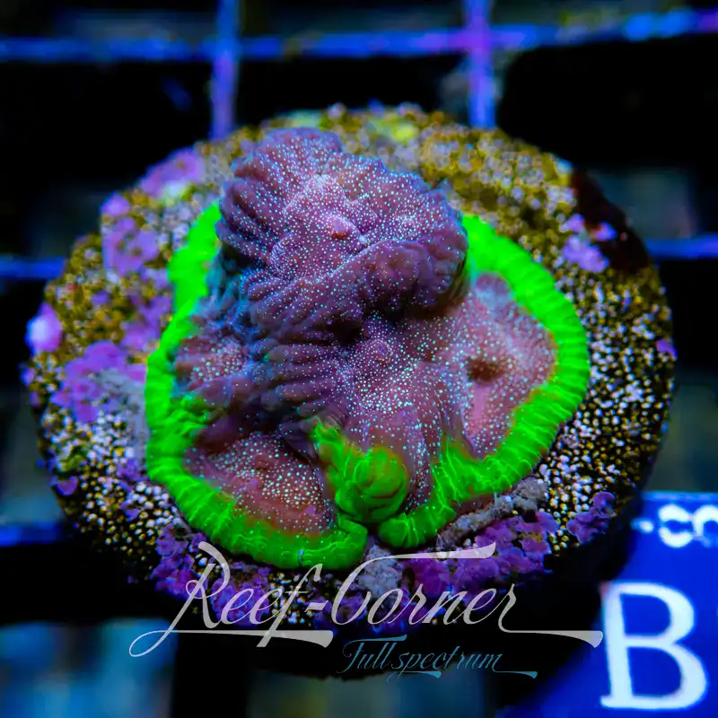 TSA Infection Favites • Reef Corner Europe