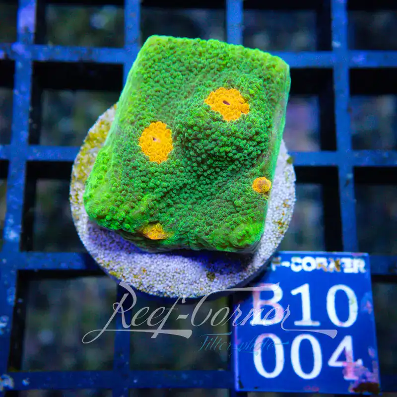 Space invader Chalice • Reef Corner Europe