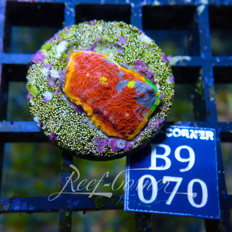 Bugatti Chalice - Reef Corner Europe