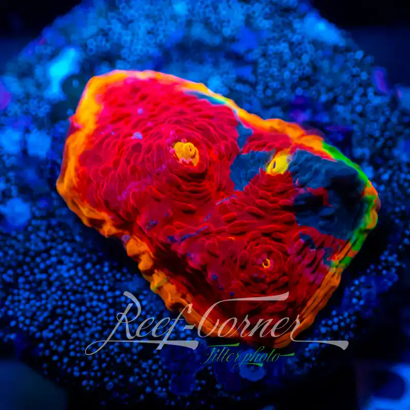Bugatti Chalice - Reef Corner Europe