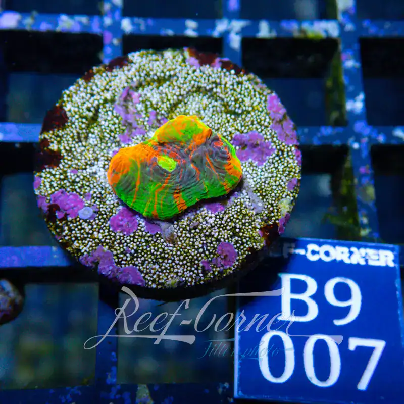 El Fuego Chalice - Reef Corner Europe