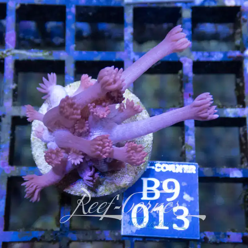 Pink red Goniopora Taiwan • Reef Corner Europe