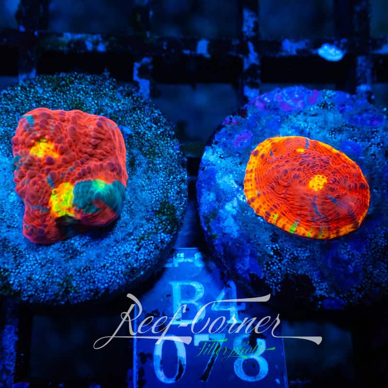 Chalice Duo pack Jelly Bean/Bugatti - Reef Corner Europe