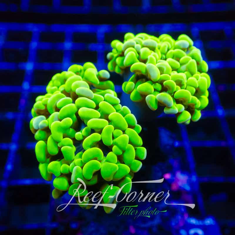 Paraancora Ultra yellow-green - Reef Corner Europe