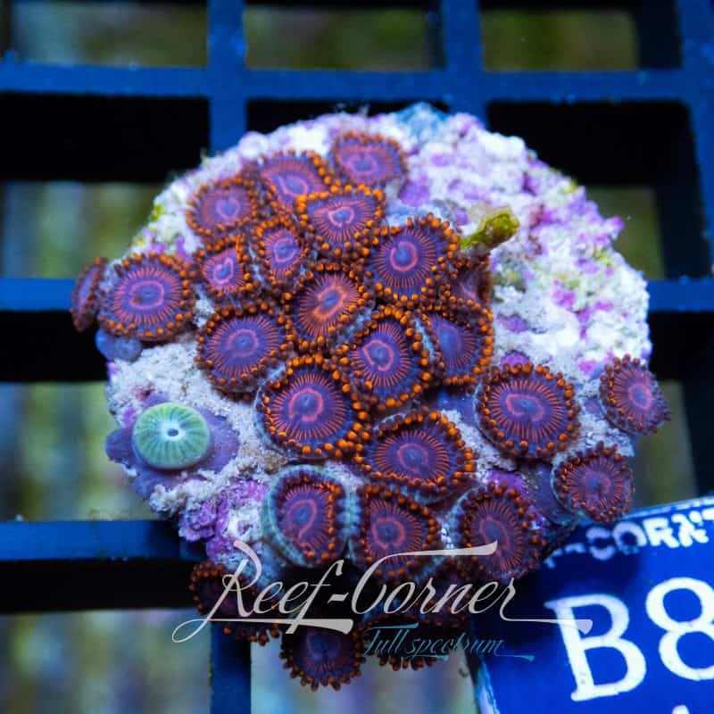 Zoanthus Candy Crush - Reef Corner Europe