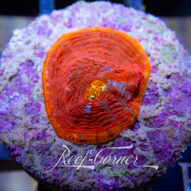 Bugatti Chalice medium - Reef Corner Europe