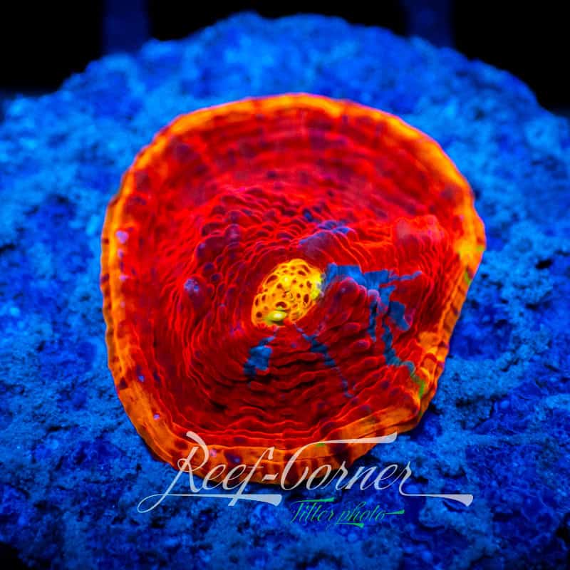 Bugatti Chalice medium - Reef Corner Europe