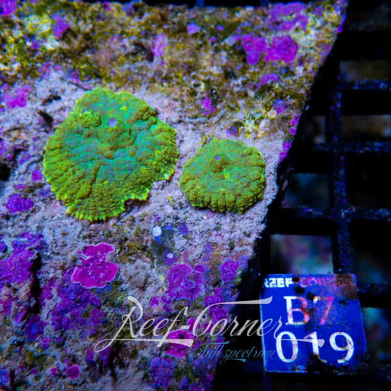 Yellow green Rhodactis • Reef Corner Europe