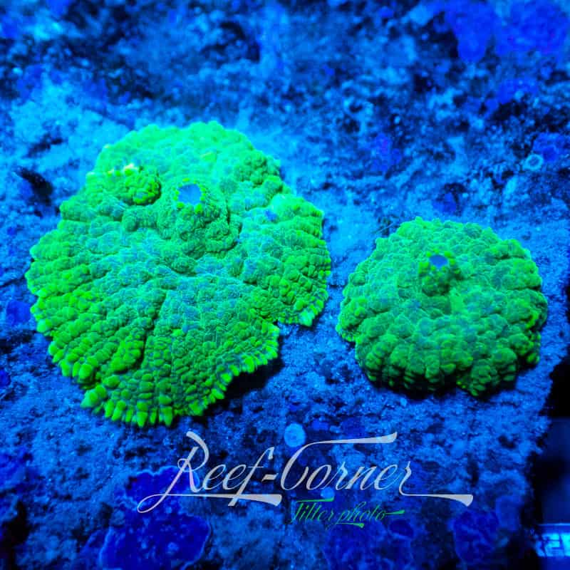 Yellow green Rhodactis • Reef Corner Europe
