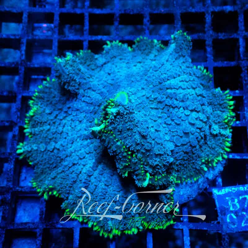Blue Rhodactis - Reef Corner Europe