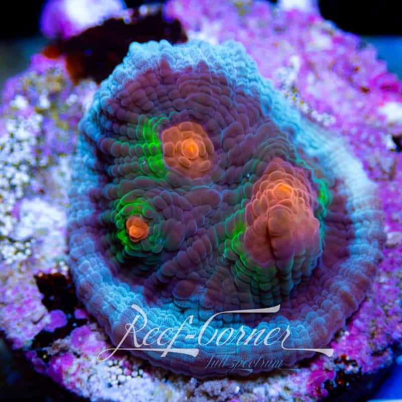 Monster Jam Chalice - Reef Corner Europe