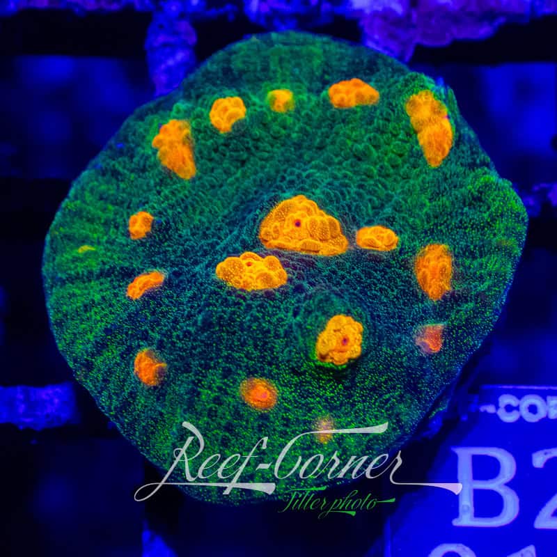 Tropadelic Chalice - Reef Corner Europe