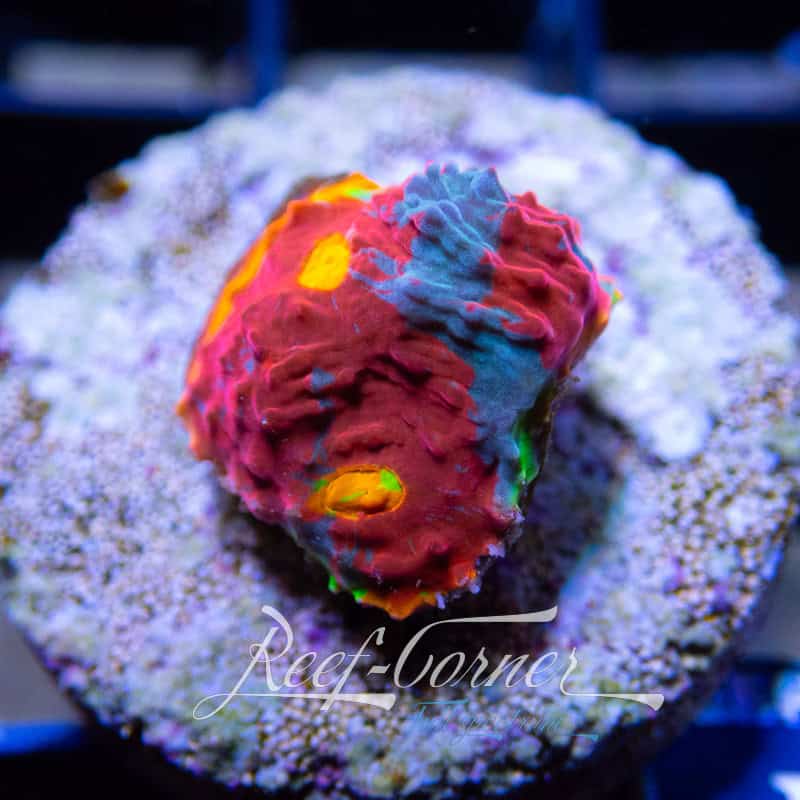 Bugatti Chalice - Reef Corner Europe