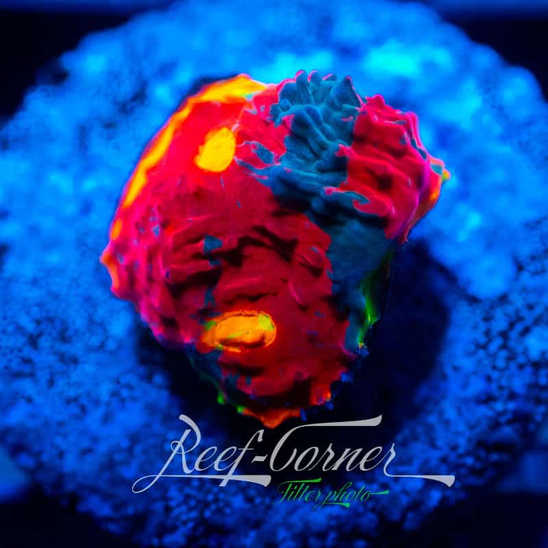 Bugatti Chalice - Reef Corner Europe
