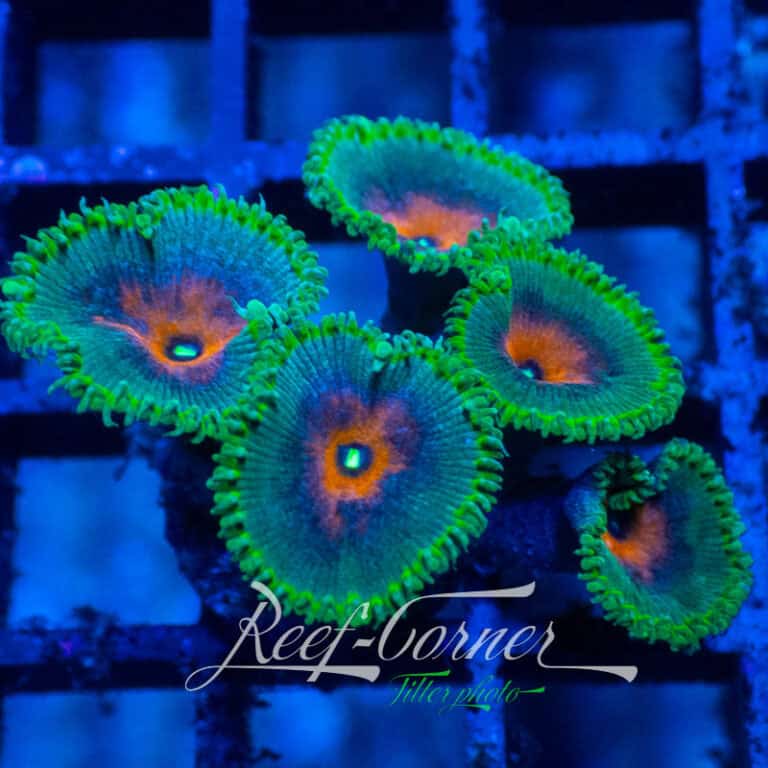Reef Corner Europe • The Coral Specialists