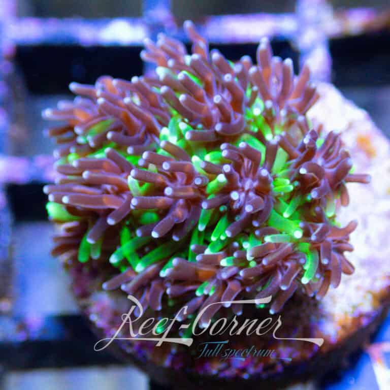 Reef Corner Europe • The Coral Specialists