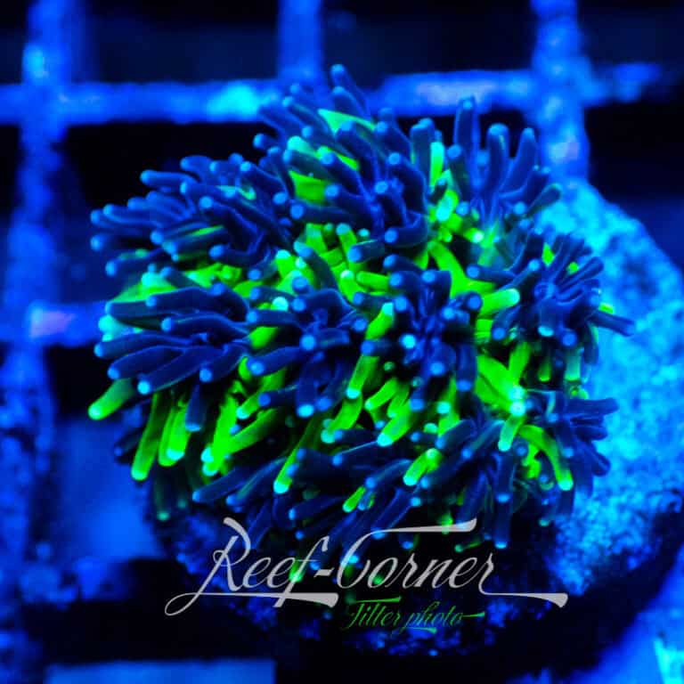 Reef Corner Europe • The Coral Specialists