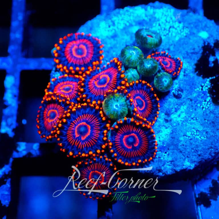 Reef Corner Europe • The Coral Specialists
