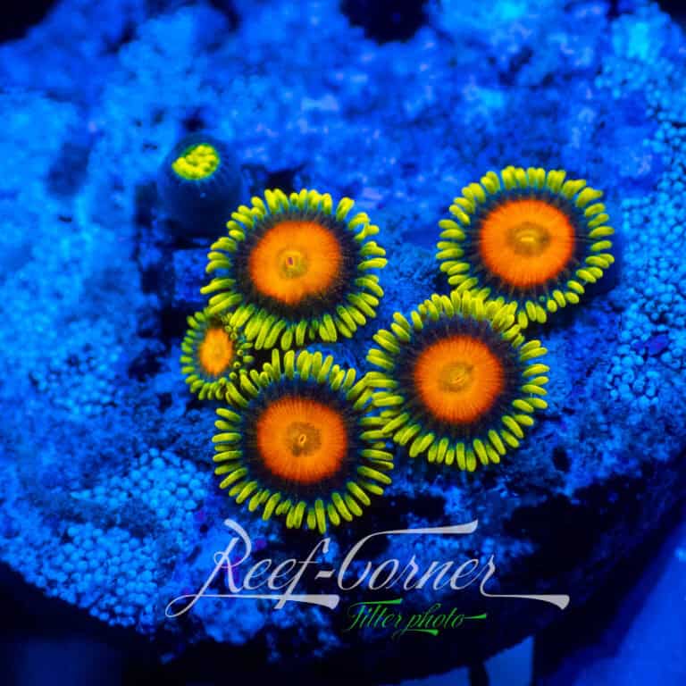 Reef Corner Europe • The Coral Specialists