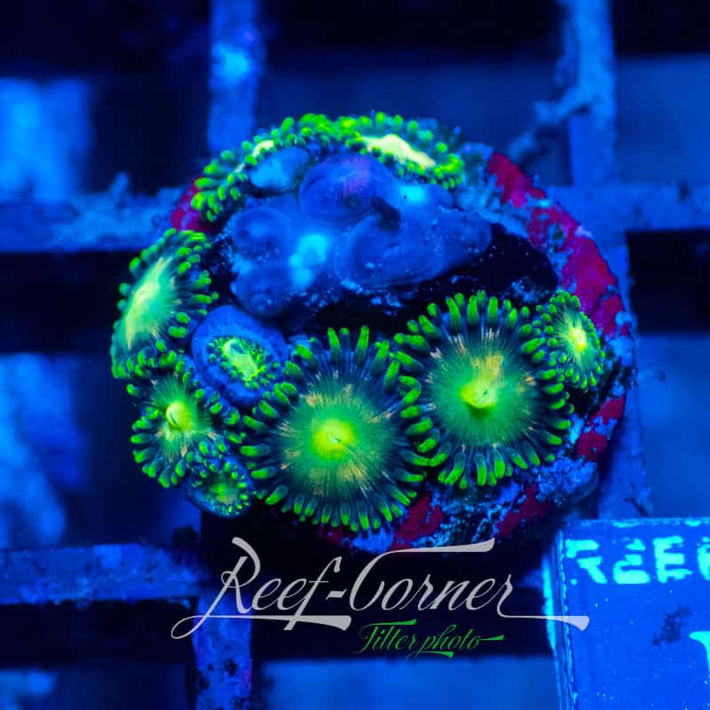 Reef Corner Europe • The Coral Specialists