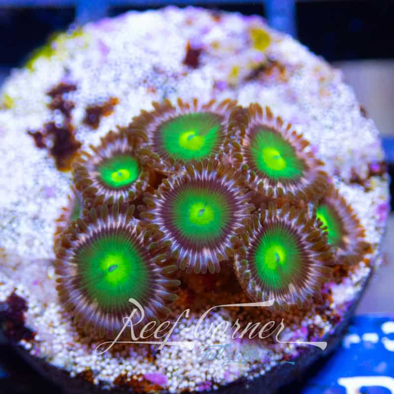 Reef Corner Europe • The Coral Specialists