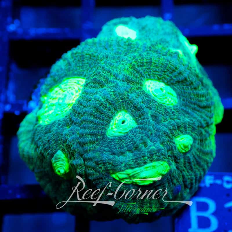 RC Mint Favia - Reef Corner Europe