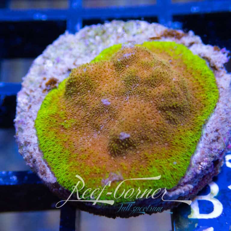 Reef Corner Europe • The Coral Specialists