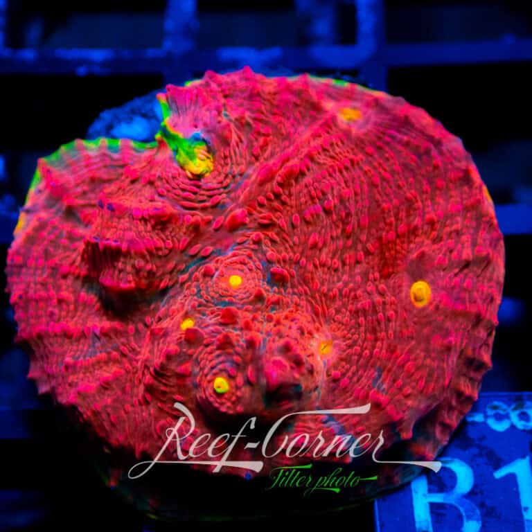 Reef Corner Europe • The Coral Specialists