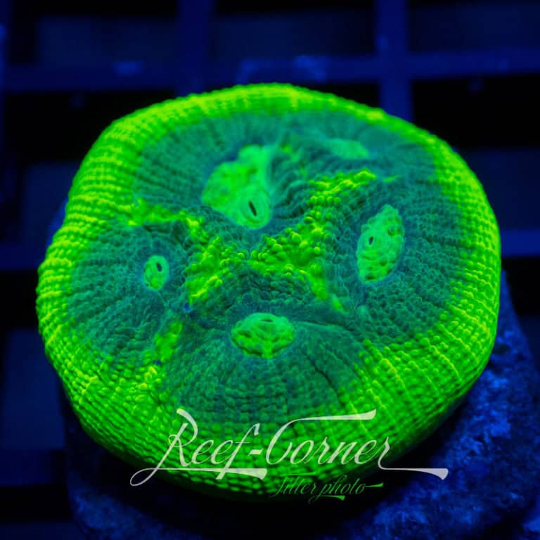 Reef Corner Europe • The Coral Specialists