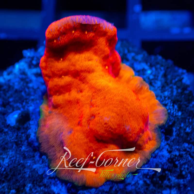 Reef Corner Europe • The Coral Specialists