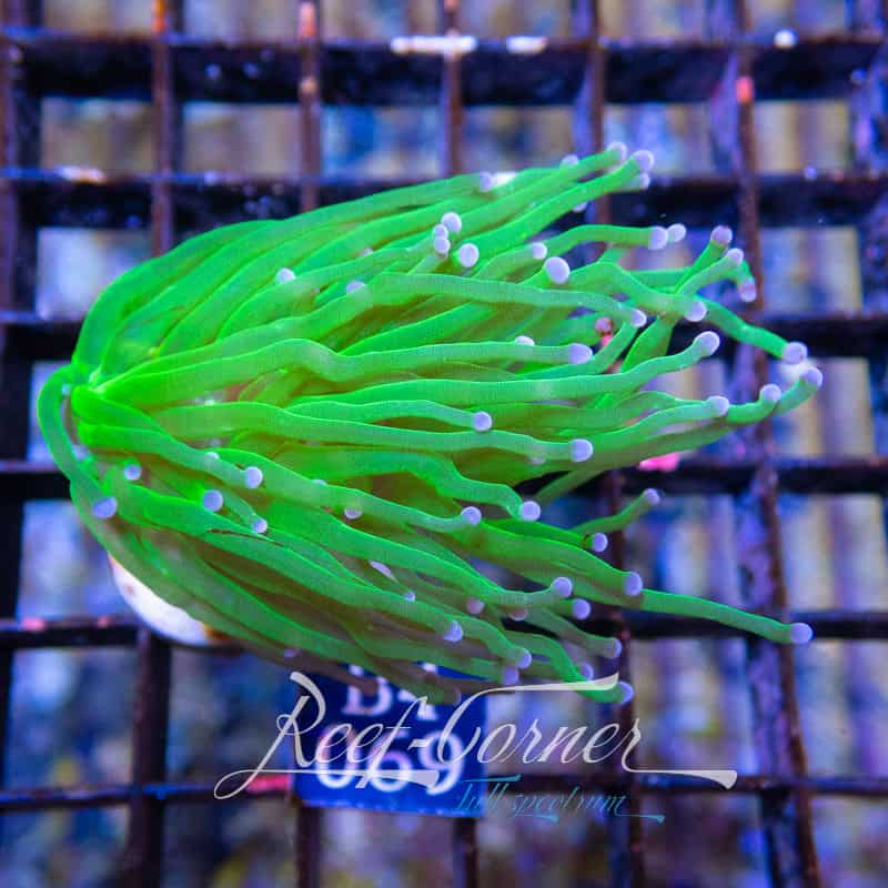Green Torch - Reef Corner Europe