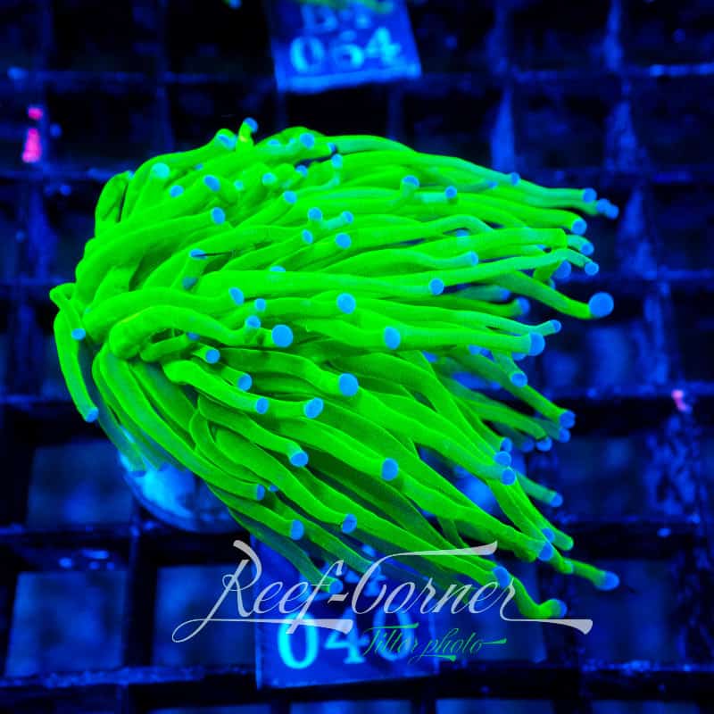Green Torch • Reef Corner Europe
