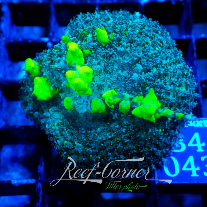 Kriptonite Mushroom - Reef Corner Europe