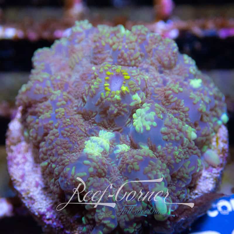 Rhodactis Mushroom - Reef Corner Europe