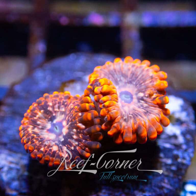 Reef Corner Europe • The Coral Specialists