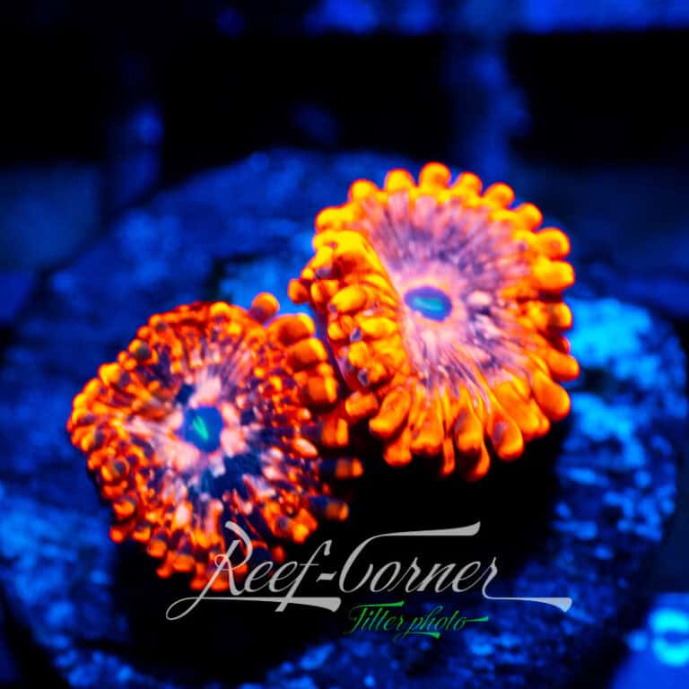 Reef Corner Europe • The Coral Specialists