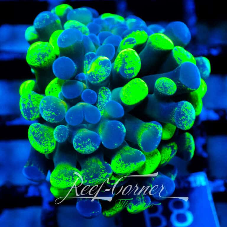 Reef Corner Europe • The Coral Specialists
